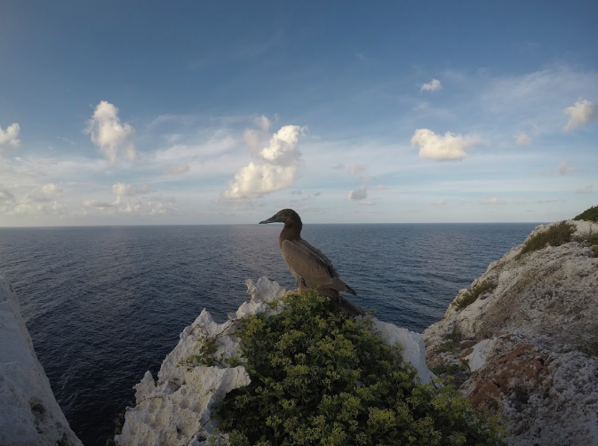 Ocean Gyres: The Giant Currents Shaping Our Marine Environment ...